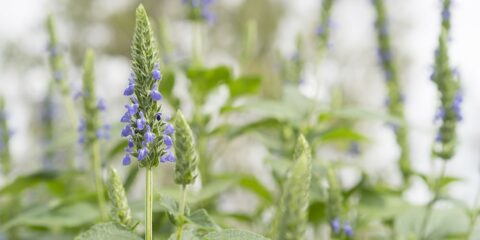 Tout ce qu’il faut savoir si les graines et les plantes de chia - Aude ...